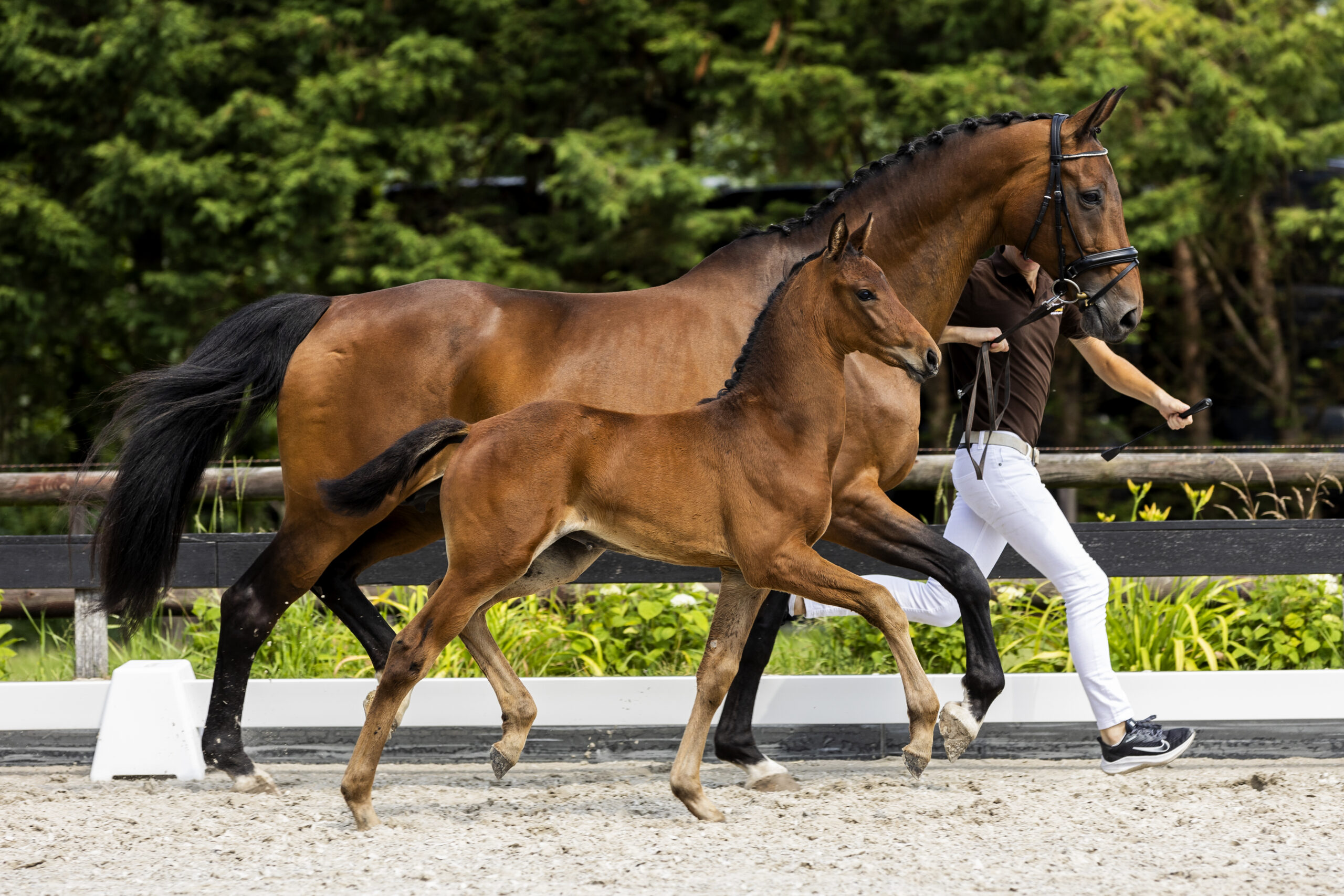 Bekijk de collectie talentvolle dressuurpaarden - Excellent Dressage Sales
